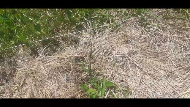 Клубника 12.06.2022.Обзор сортов.