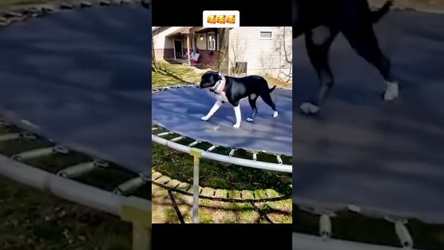 Короткое смешное видео про забавных животных и котов