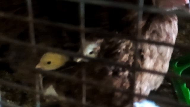 Наседка с цыплятами