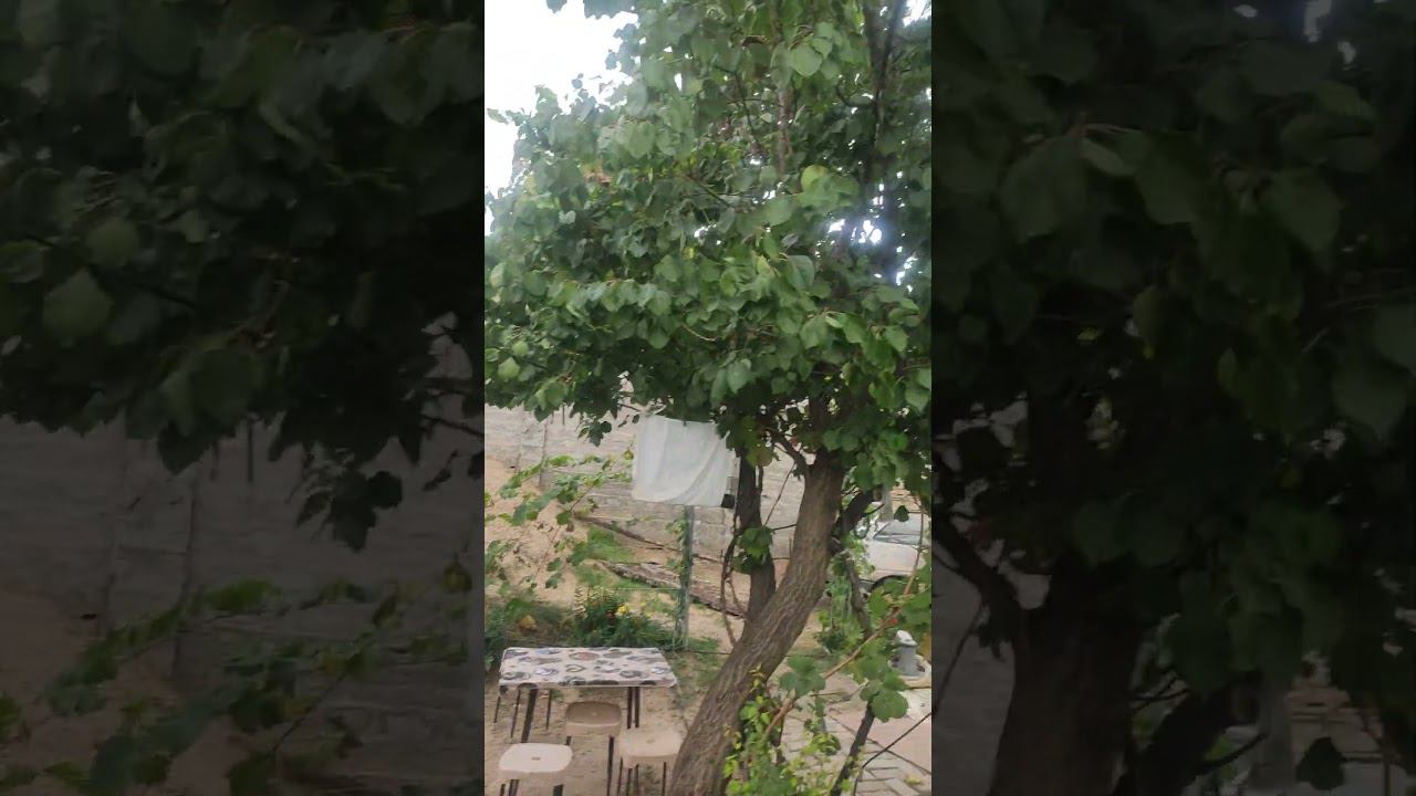 дождь 7 августа 2023г в Узбекистане