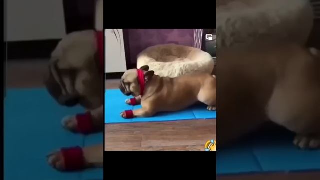 Добро пожаловать в мир забавных животных!