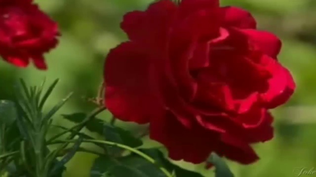 роза белая роза красная