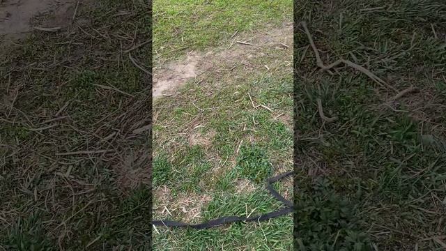 #Марфик_шарик на прогулке ❤️