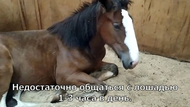 Почему лошади нельзя жить в одиночестве