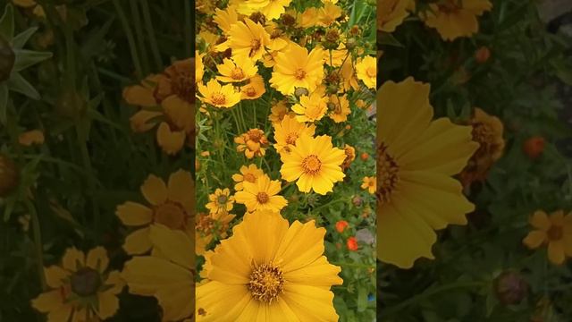 Кареопсис.mp4