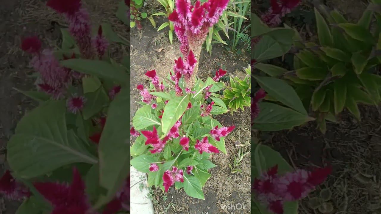 Целлозия /петушиный гребешок/ #plants #gardenplants #сад#целлозия