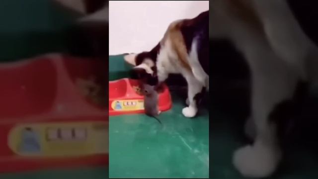 Необычная кошачья благотворительность )))