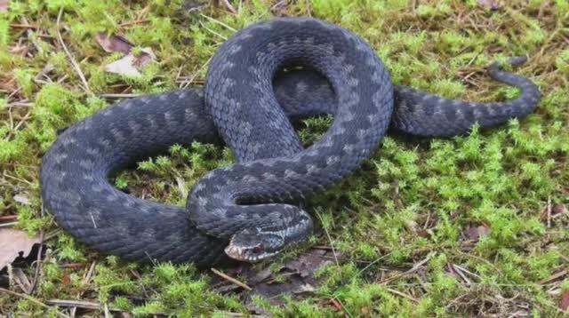 Как говорят у нас в Орле... Козюля