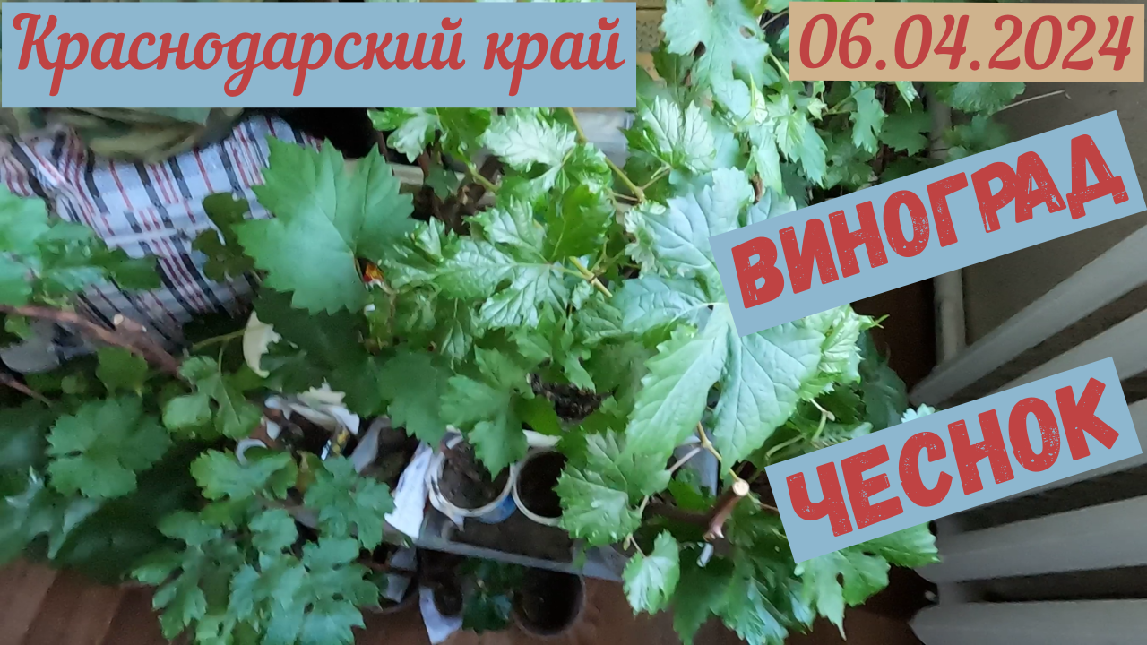 Краснодарский край. Виноград, чеснок(06.04.2024)