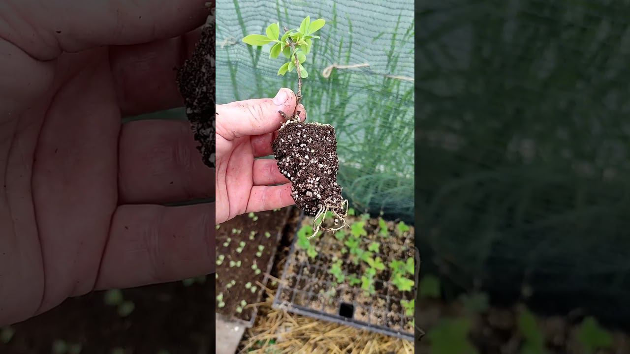 Зимнее черенкование жимолости  2023