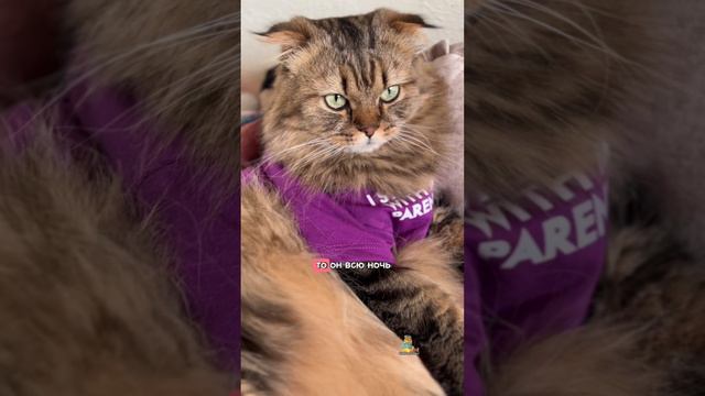 Заботливый кошатник😻 #котики #юмор #животные