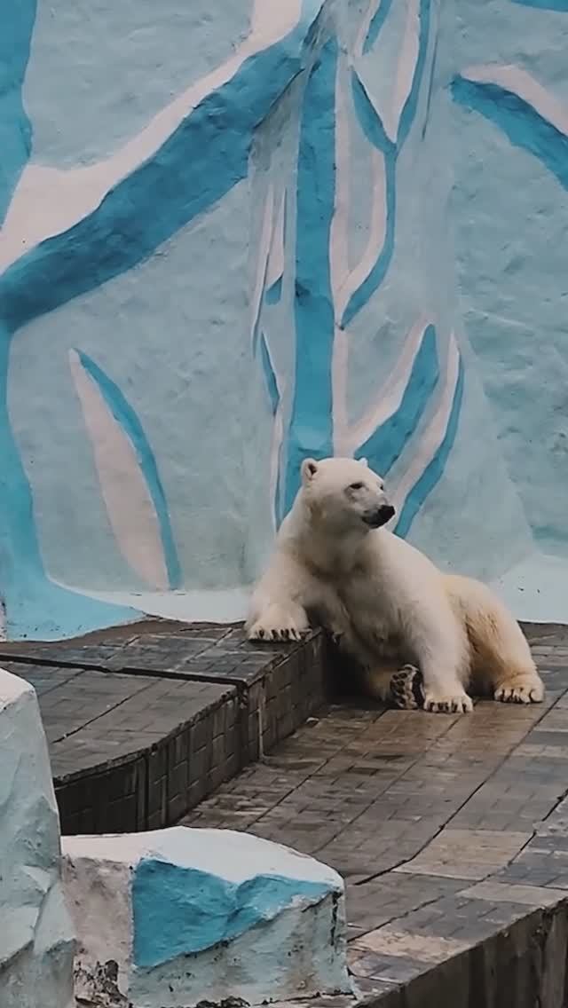 Новосибирский зоопарк! Очень большой и красивый.mp4