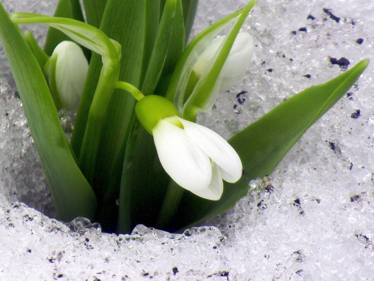 Цветок имени Ольга - подснежник.mp4