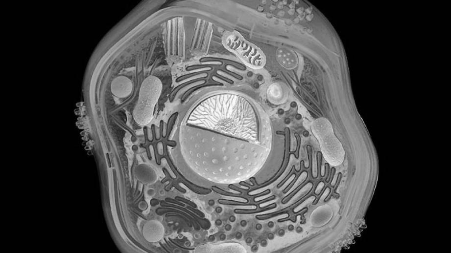Михаил Никитин. Лекция 12. Происхождение эукариотной клетки.