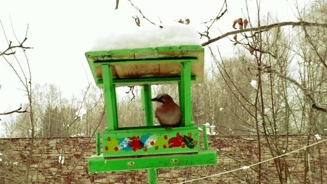 Сойки лакомятся семечками.❄️?❄️