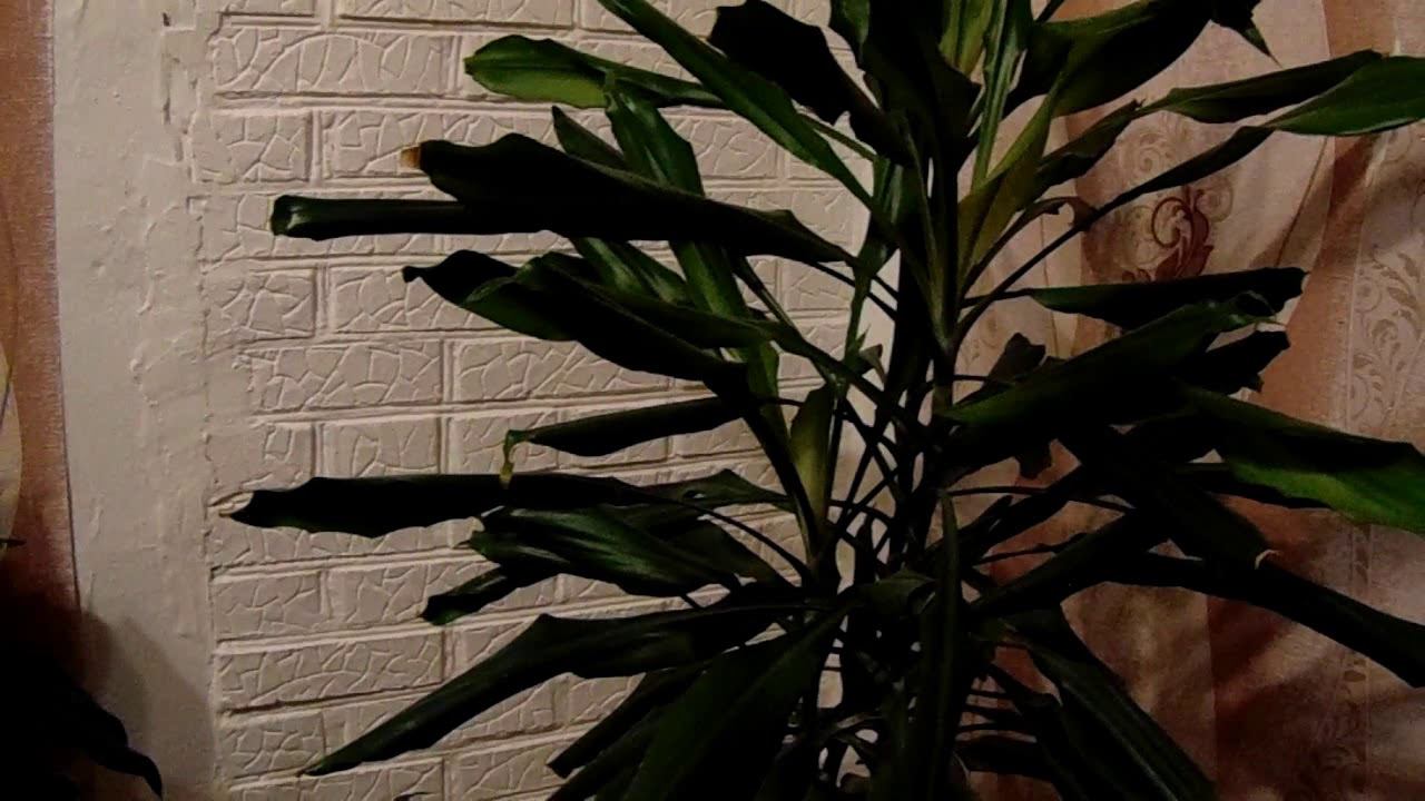 Драцена - Выращивание и Уход в Домашних Условиях за Комнатной Пальмой .