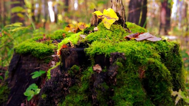 Прогулка по Мичуринскому лесу
Сентябрь 2023