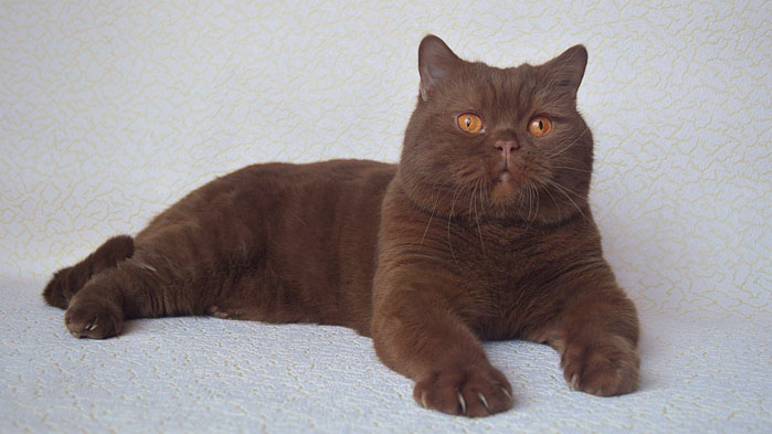 Посвящается выпускникам питомника британских кошек Reign Of Fire-Изабелле и Эмгранду.