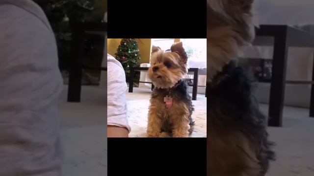 Самые смешные видео с собаками и кошками ? - Лучшие смешные видео с Животными 2023 ?