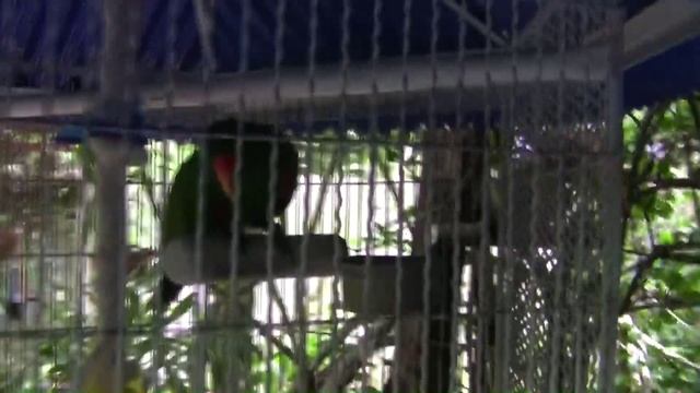 Таиланд, Аютая, Слоники.mp4