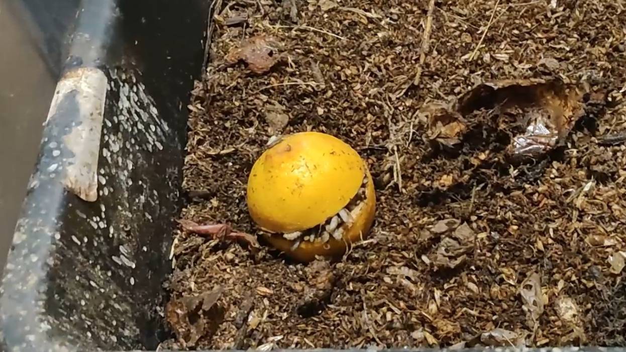 Личинка чёрной Львинки поедает лимон