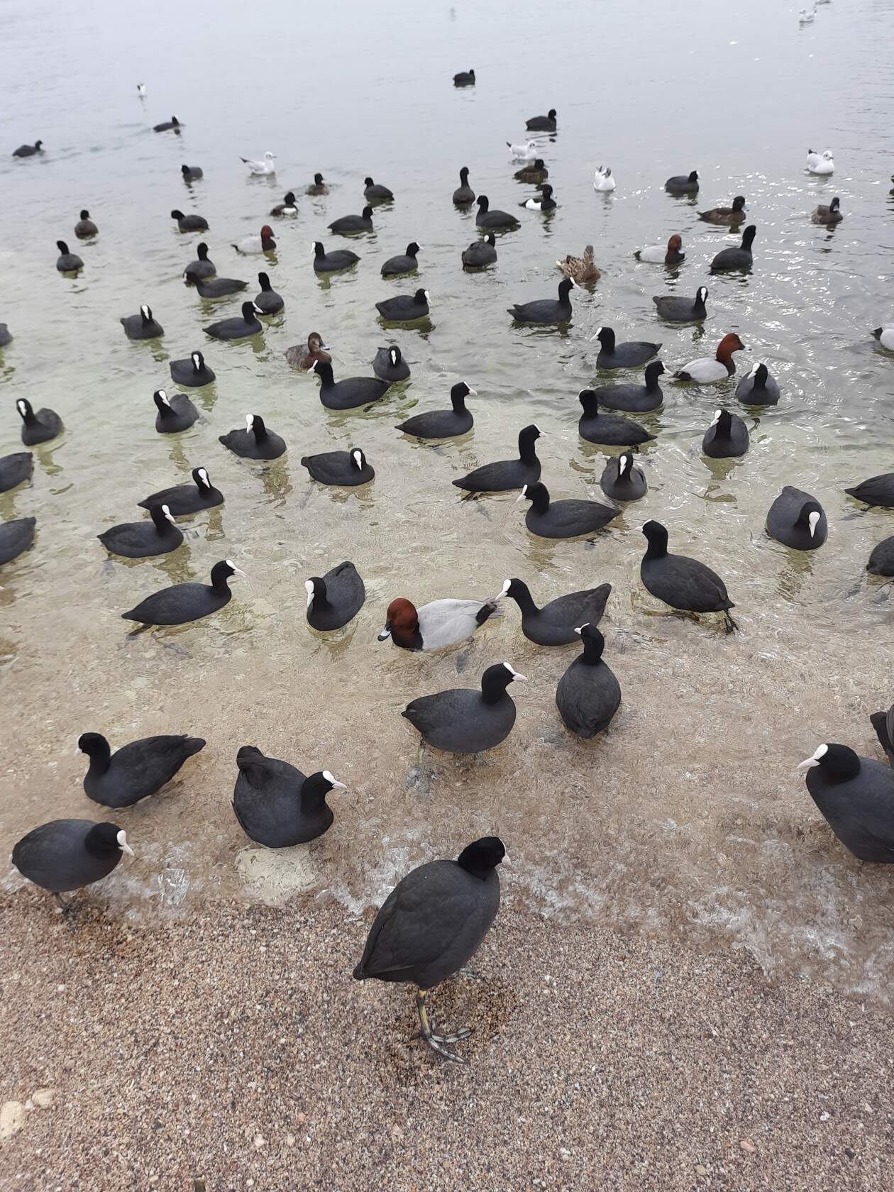 Лысуха или водяная курица