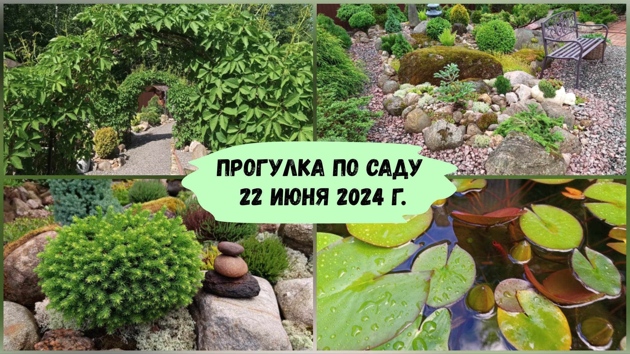 Прогулка по саду - 22 июня 2024 г.