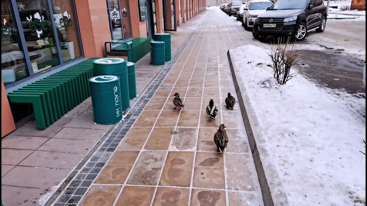 Пошли гулять с #милашкарита, а встретили уток, наверное заблудились после 1 января