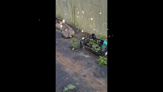 Хорошо в деревне летом.