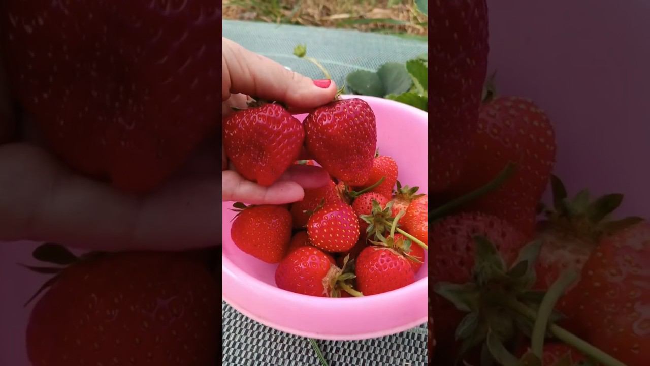 Если клубника, то только XXL