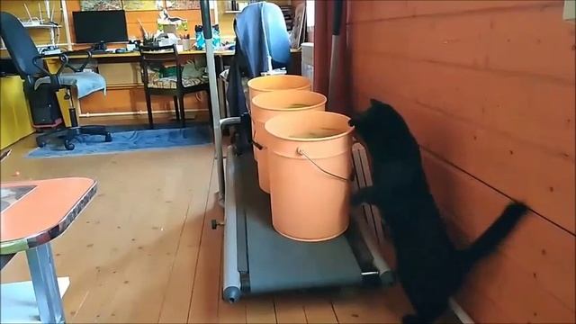 Игра с котами в гигантские напёрстки.mp4