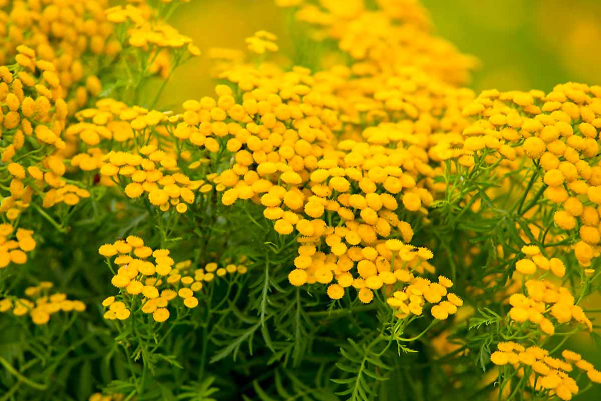 Пижма и все ее целебные свойства и особенности