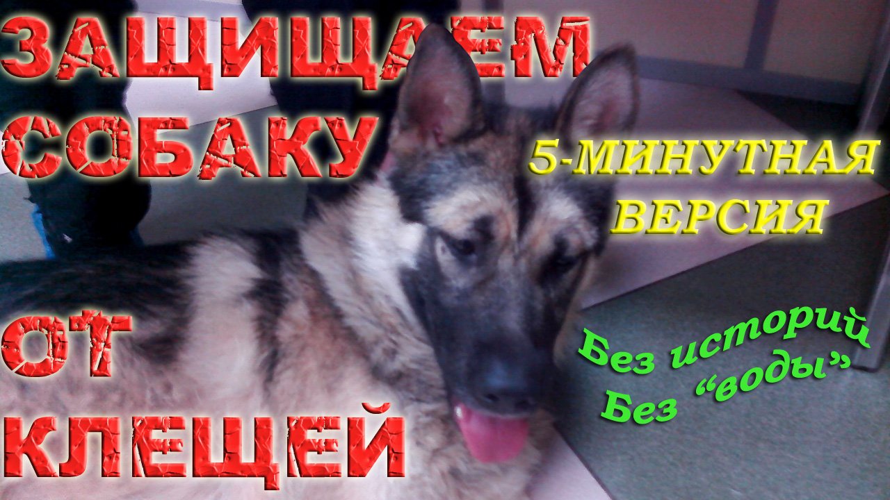 Как защитить собаку от клещей. Информация за 5 минут