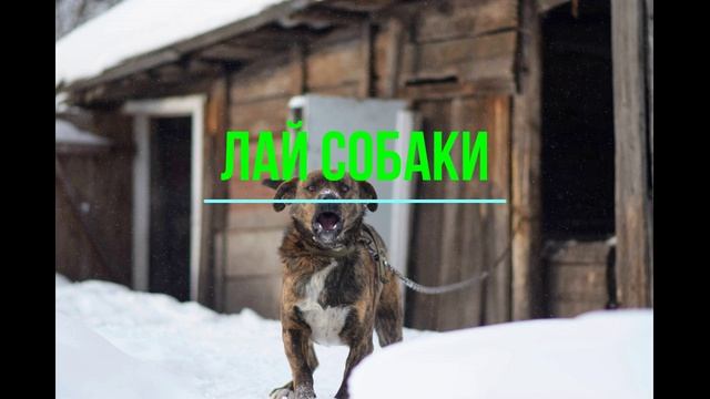 Угадайка для малышей 1. Чей это звук?