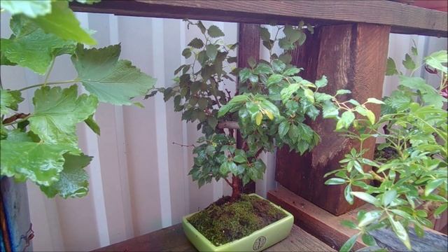 Бонсай на улице 2020 лето 3 часть Bonsai on the street 2020 summer 3 part