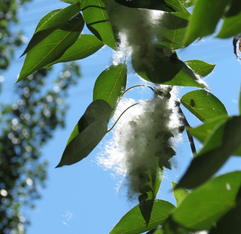 ПУХ ТОПОЛИНЫЙ