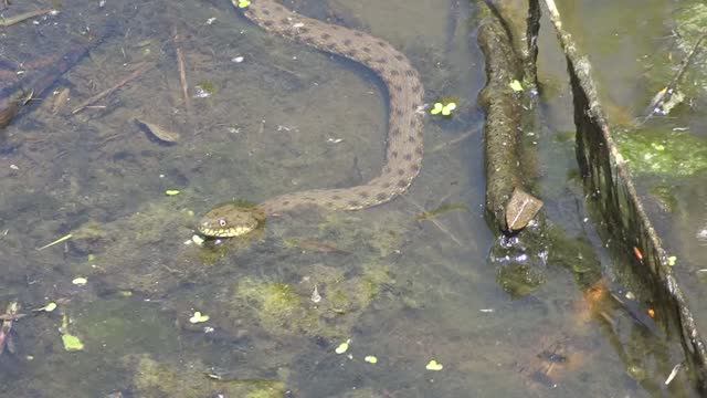 Ужи водяные ловят рыбу