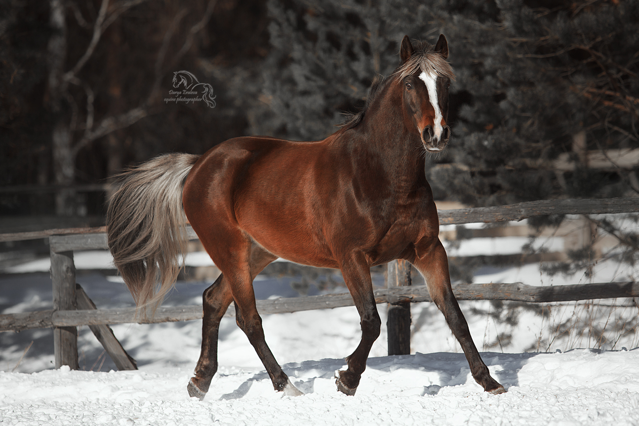 Овация вышла гулять.