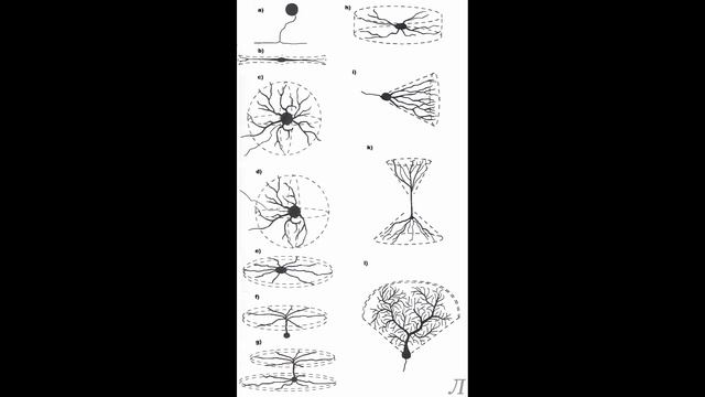 3.8 Параметры нервной системы. Рост дендритов