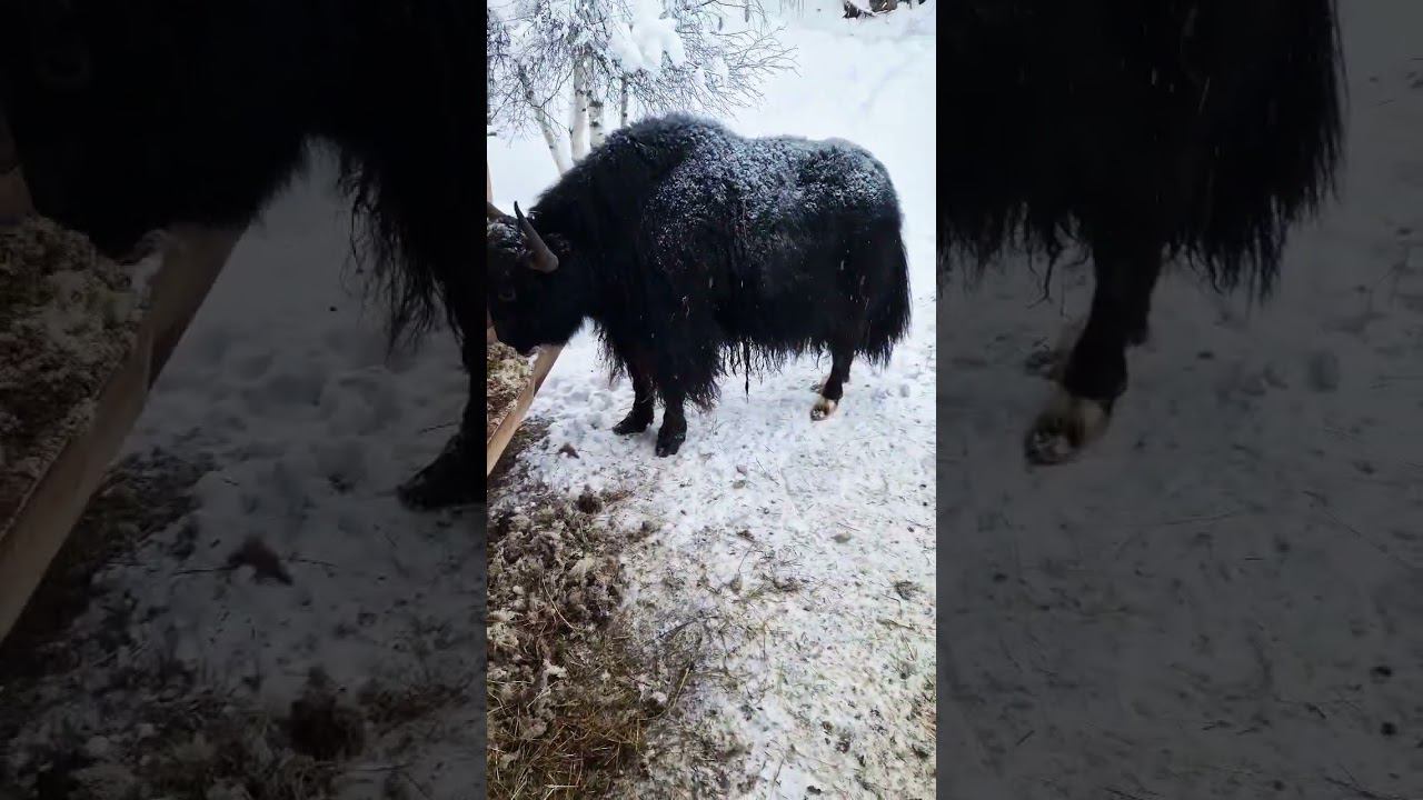 ▷Як кушает◁