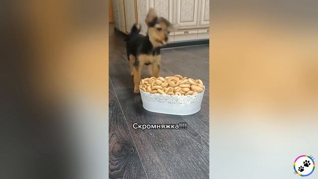 Забавные питомцы #78