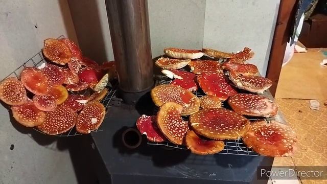 Как правильно собирать и заготавливать мухоморы. Как сушить мухоморы