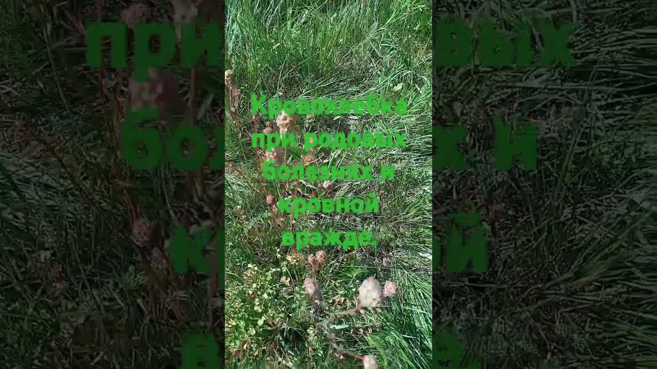 При наследственных болезнях, родовых проблемах, передающихся  поколениями, кровной вражде .  #травы