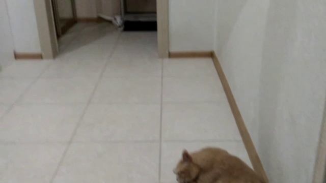 Отдаю кошку в добрые руки, к лотку приучина, причина не дает коту покоя