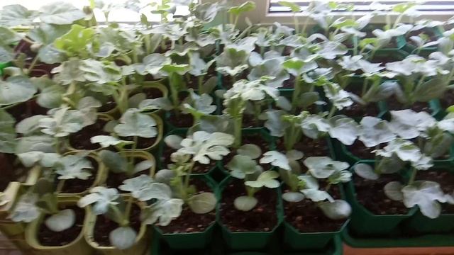 23 мая - зима не сдается.