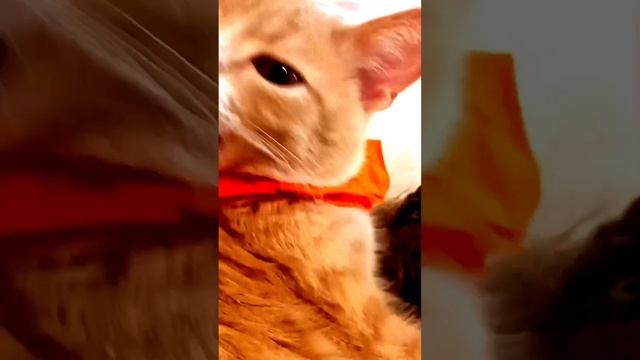 Гормон Счастья