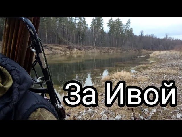 За Ивой 1