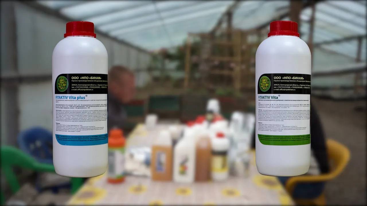 Фитактив ВИТА и ВИТА+ для выращивания самой большой тыквы🎃