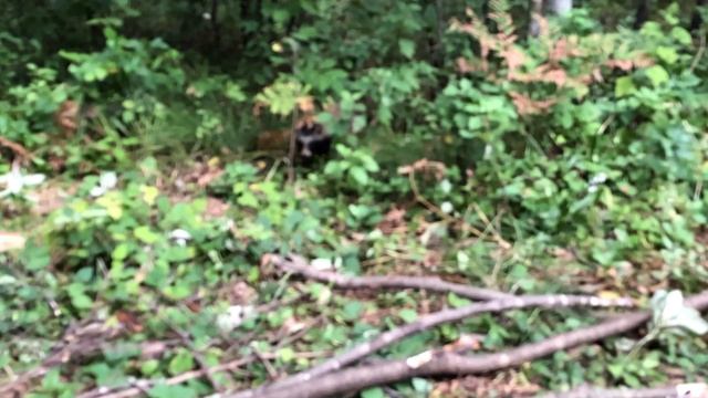 Дикие ЕНОТОВИДНЫЕ СОБАКИ подошли очень близко