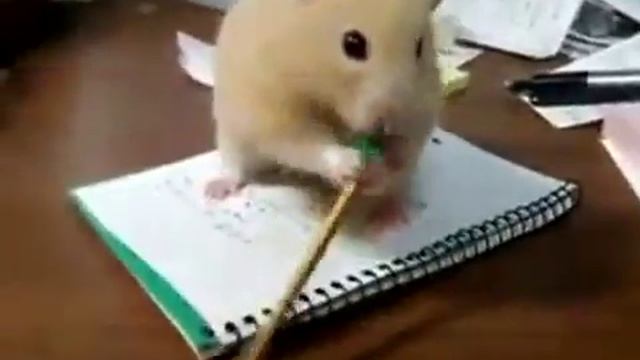 Хомяк и карандаш.mp4